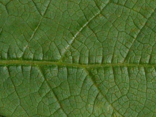 texture 0036 - Texturelib